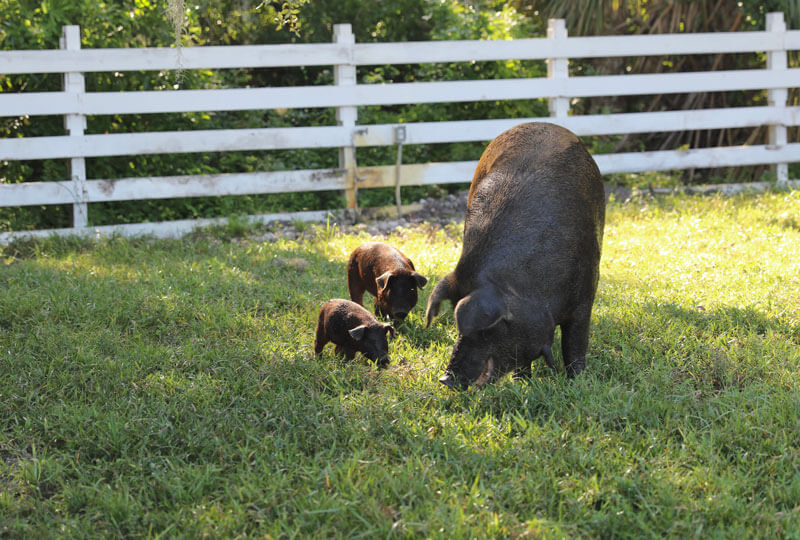 About the Farm - Blossom & Brie