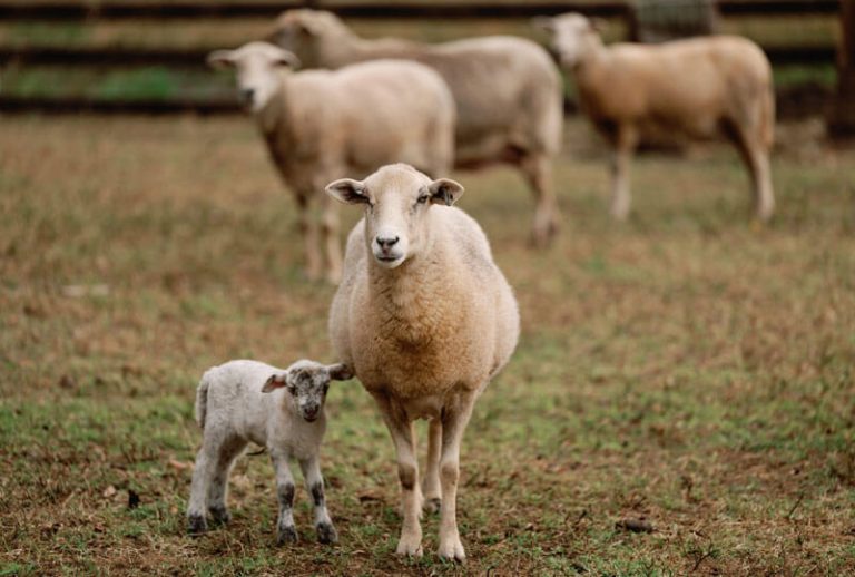 About the Farm - Blossom & Brie