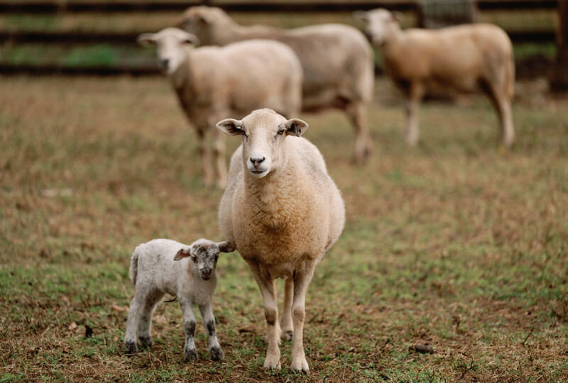 About the Farm - Blossom & Brie